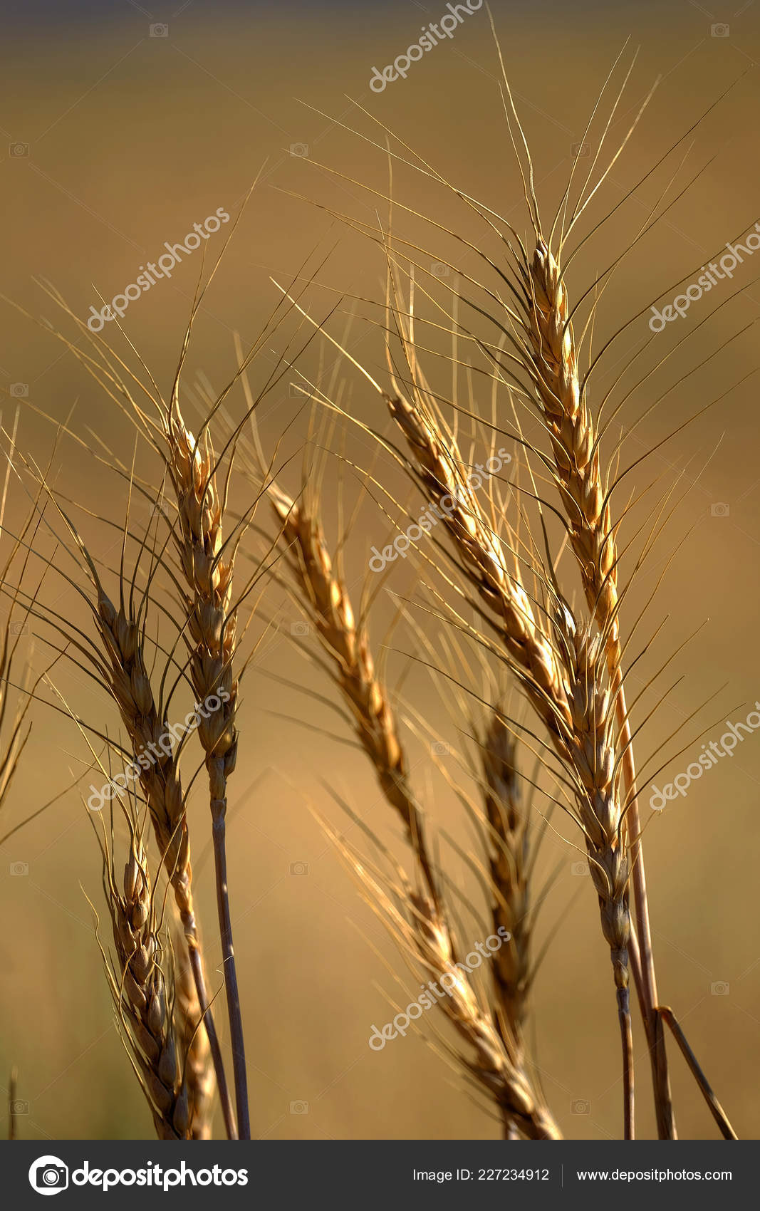 Heads Wheat Grain Growing Field Farming Ripe Harvest — Stock Photo ...