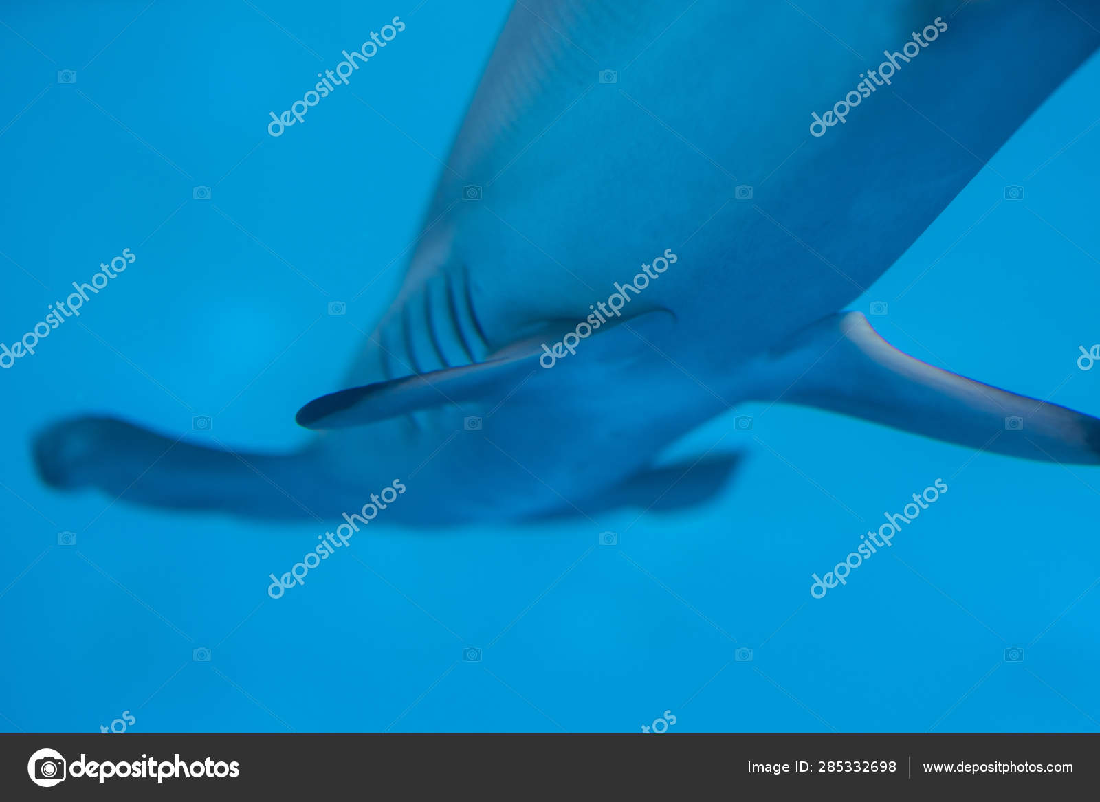 Hammerhead shark swimming overhead dovers point of view in ocean Stock ...