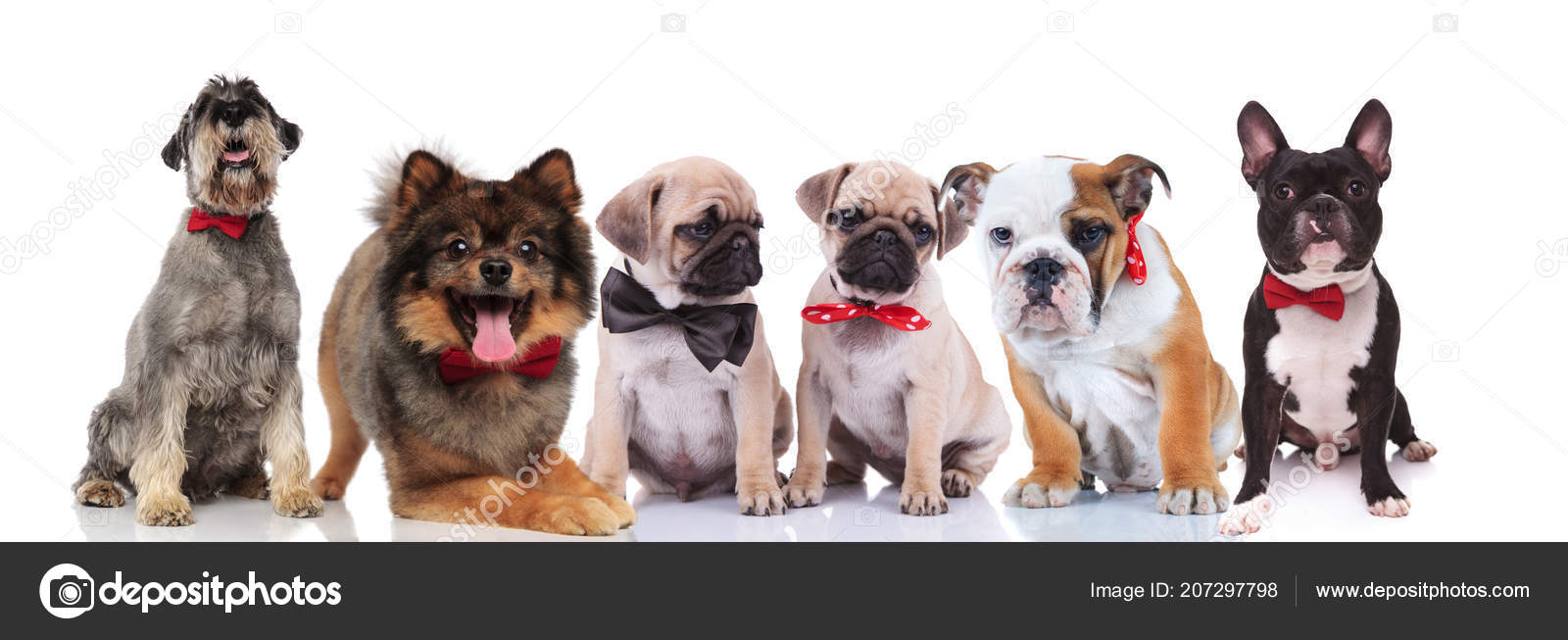 Large Group Six Elegant Dogs Red Bowties Sitting Lying White — Stock ...