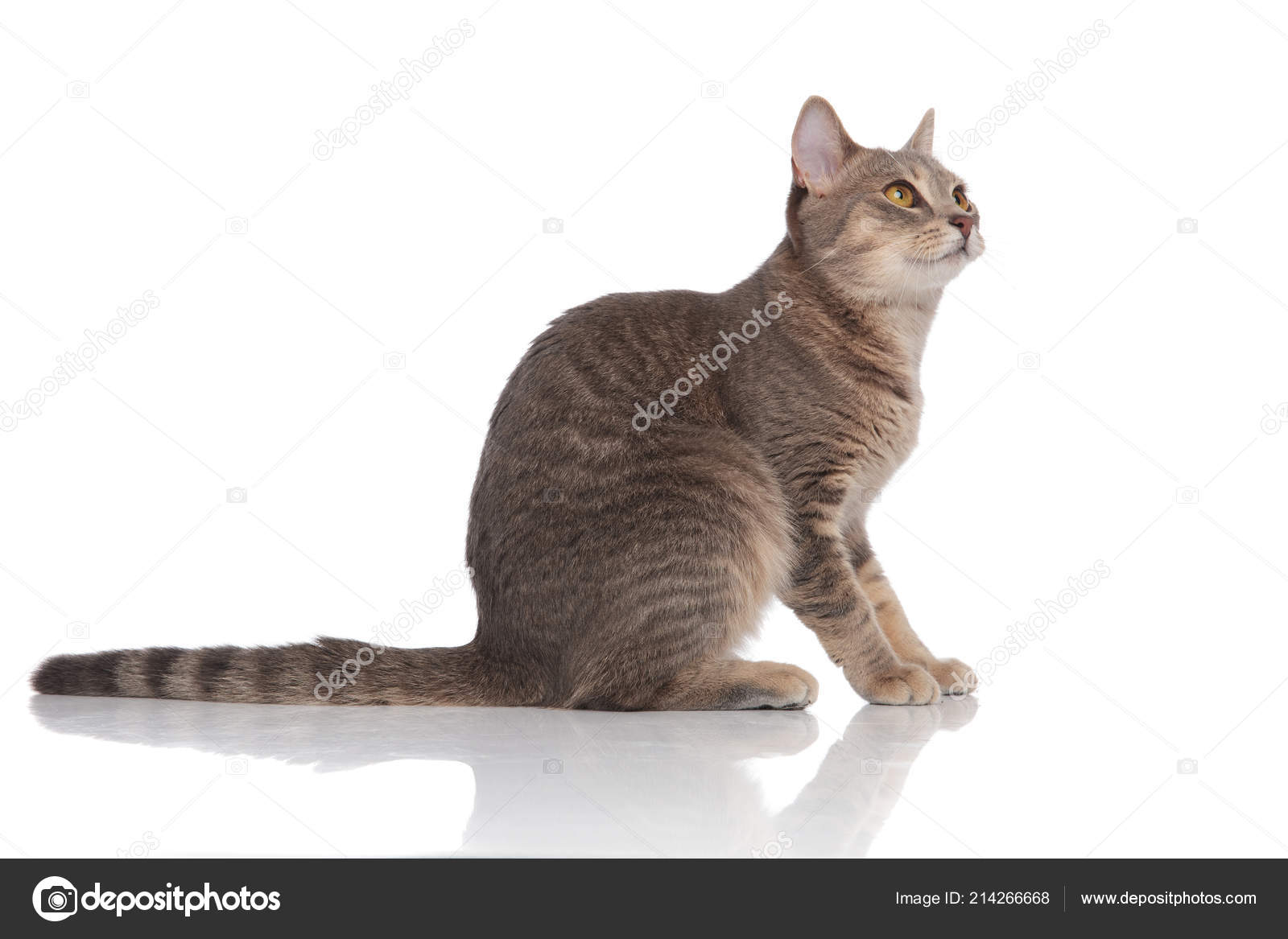 Vista Lateral Del Gato Sentado Serval: Conócelo Todo Sobre Este