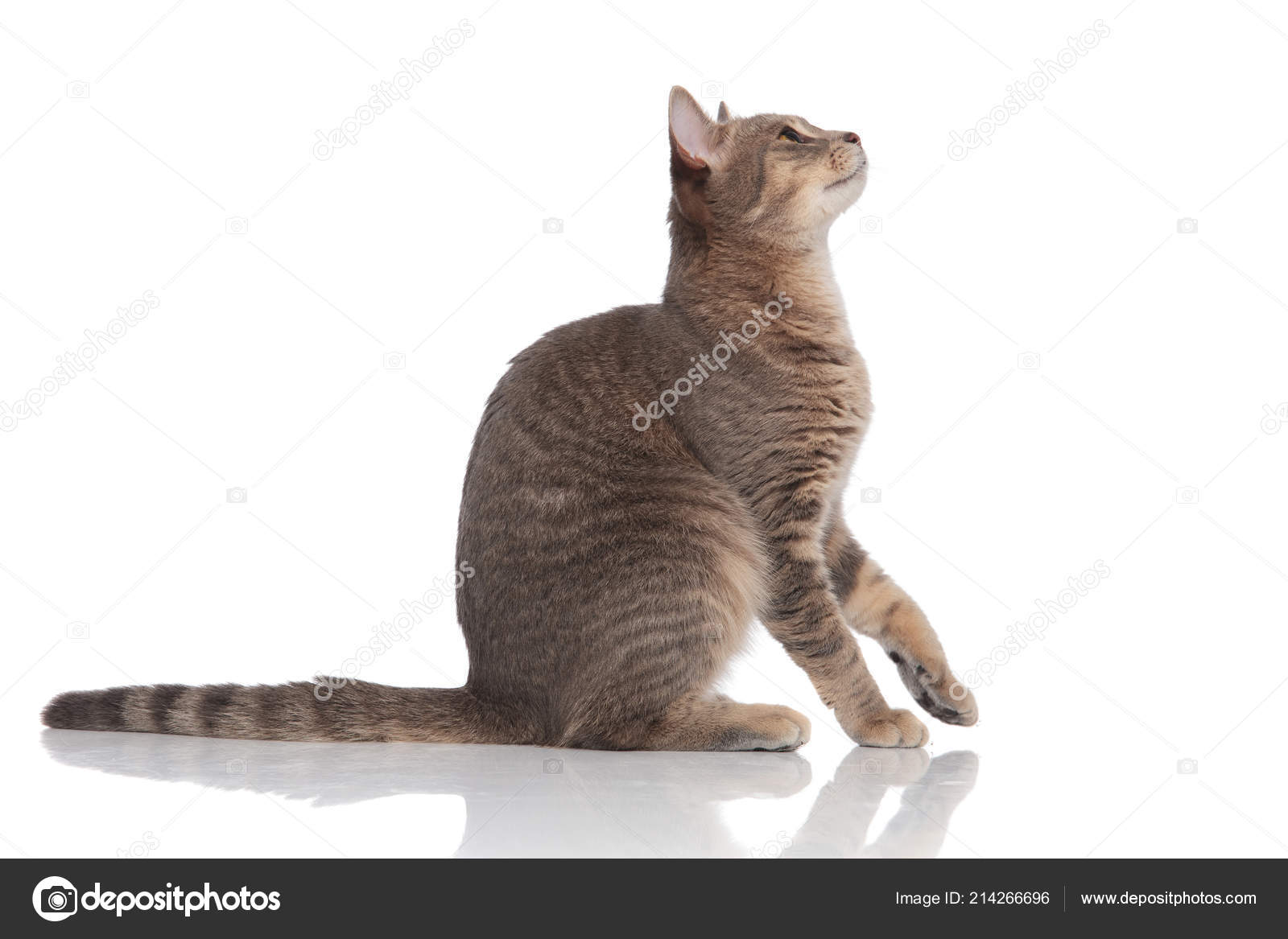 Cat Side View Sitting