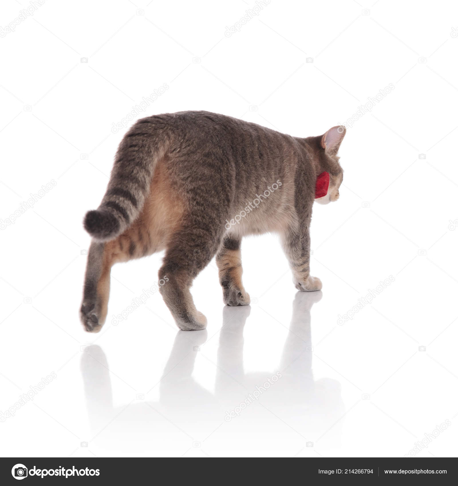 Back View Of Cat Standing