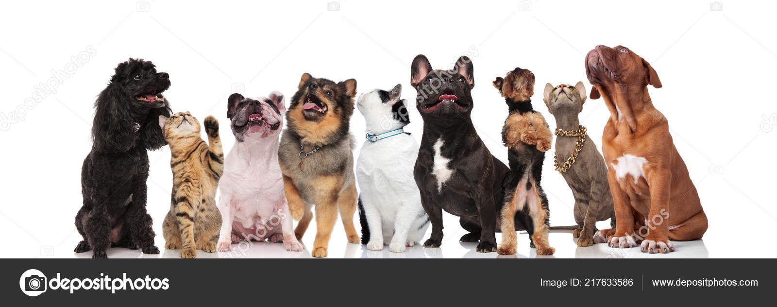 Curious Team Nine Pets Looking While Standing Sitting White Background ...