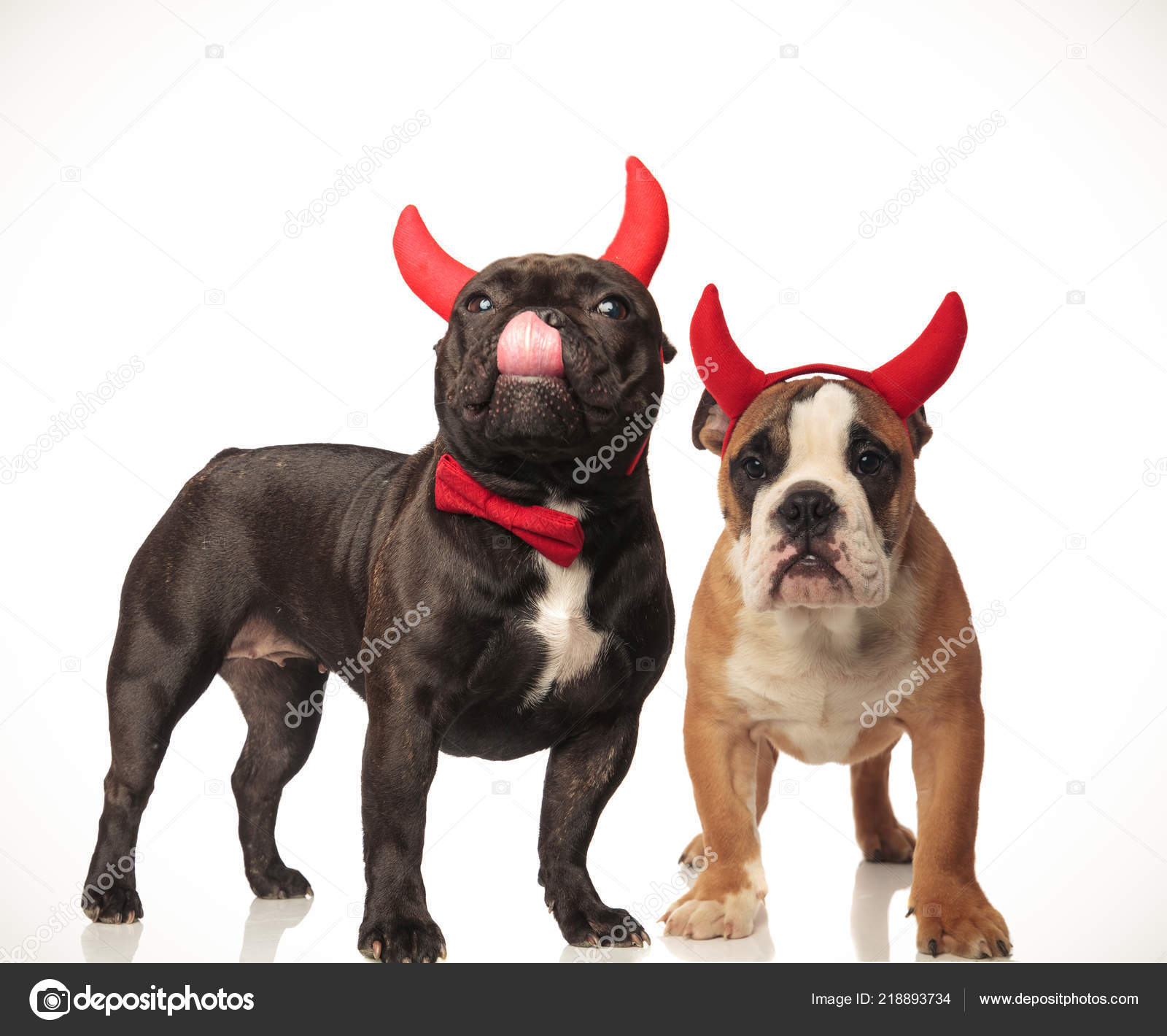 Cute Couple Devil Dogs Celebrating Halloween Collage Image Stock Photo ...