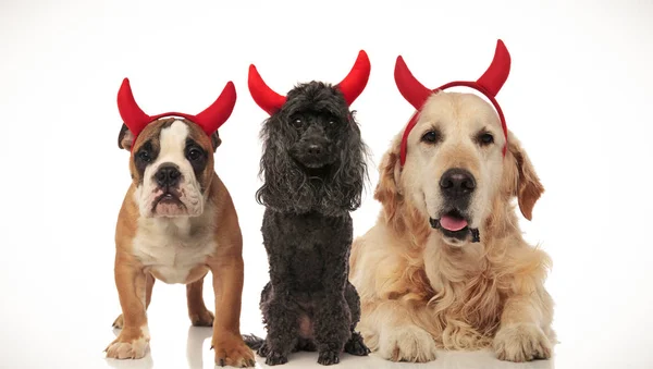Four Cute Dogs Red Devil Horns Standing Sitting White Background Stock ...
