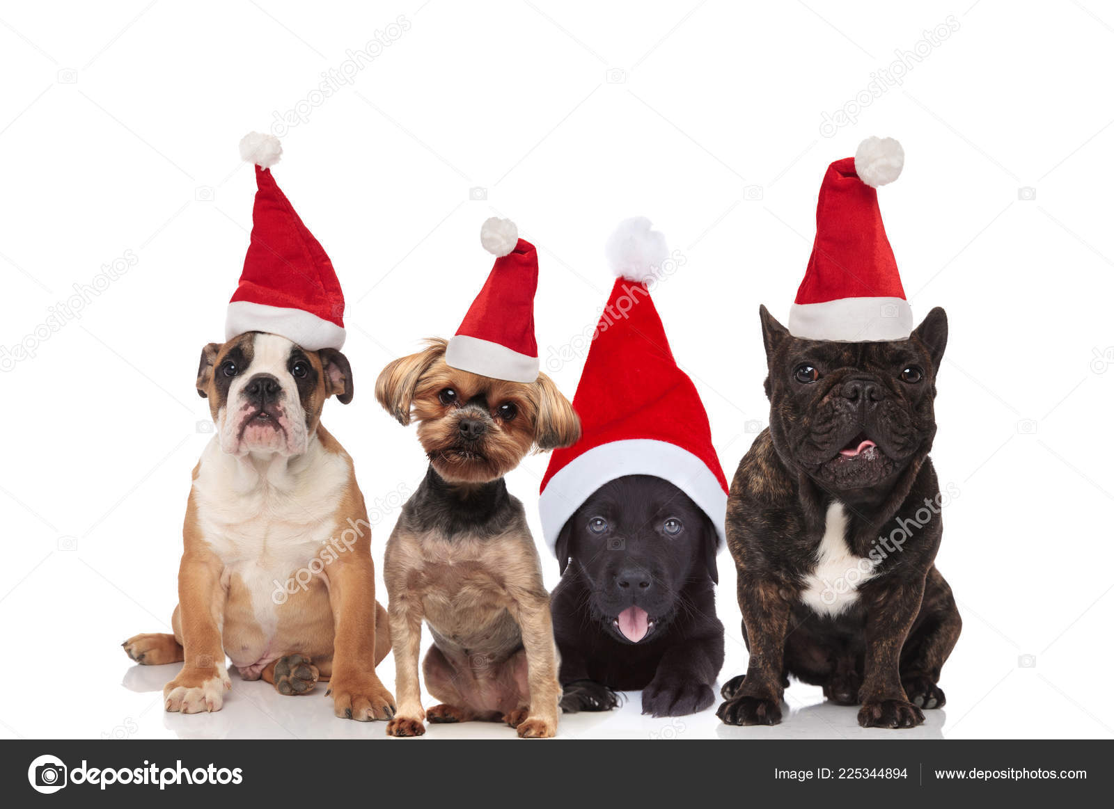 Adorable Group Four Santa Dogs Different Breeds Sitting Lying White ...