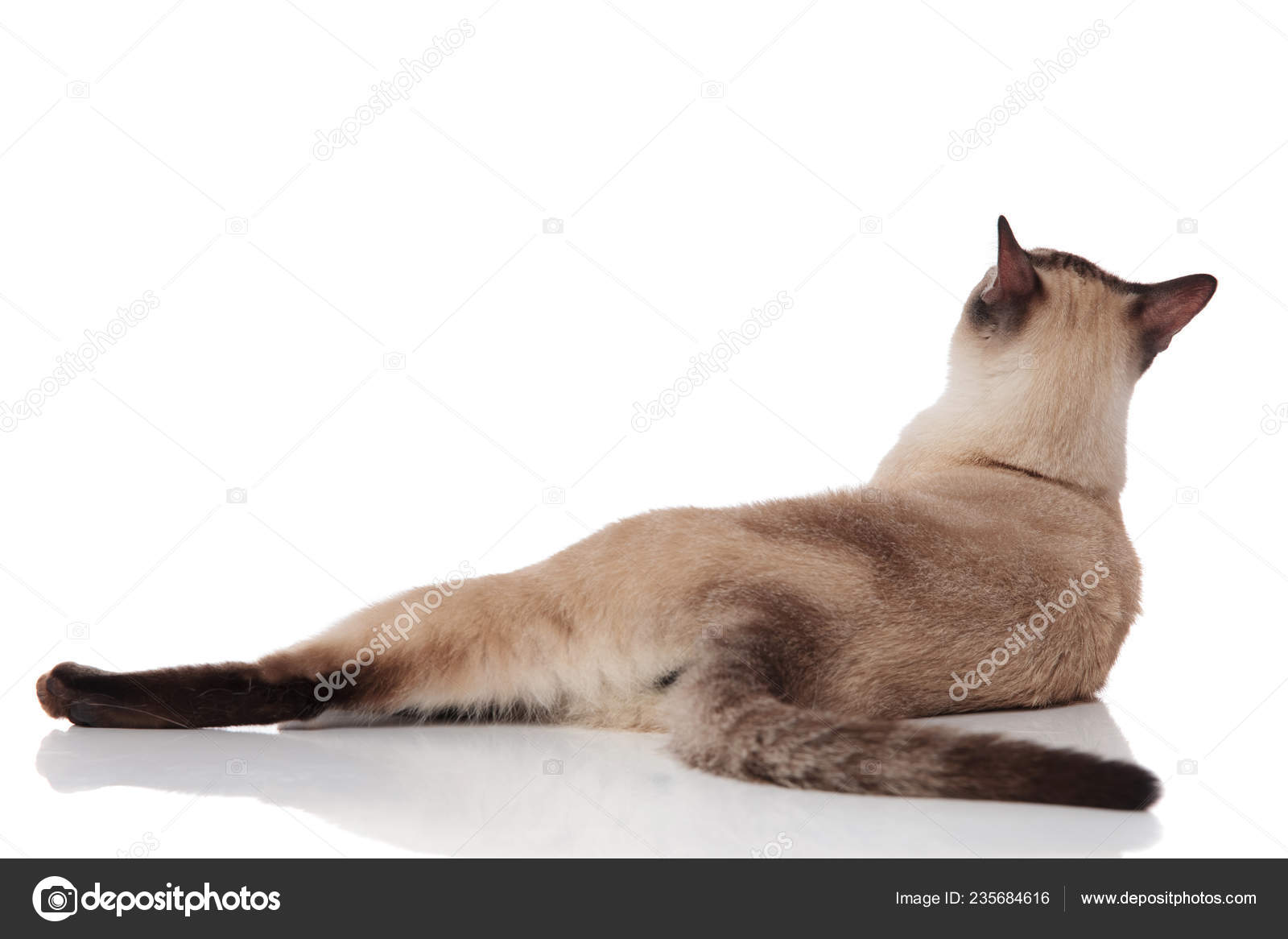 Cat Looking Up Back View