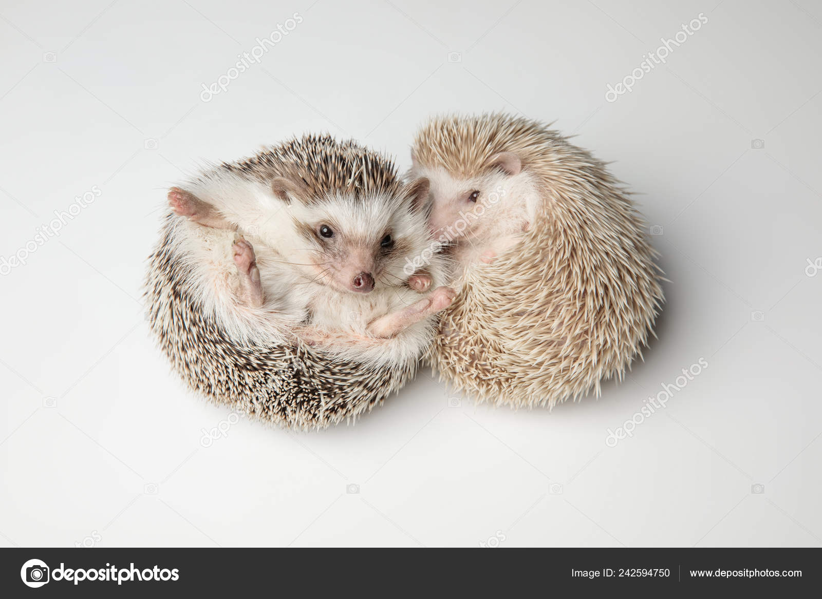 Cute African Dwarf Hedgehog Couple Resting Back White Background Stock ...