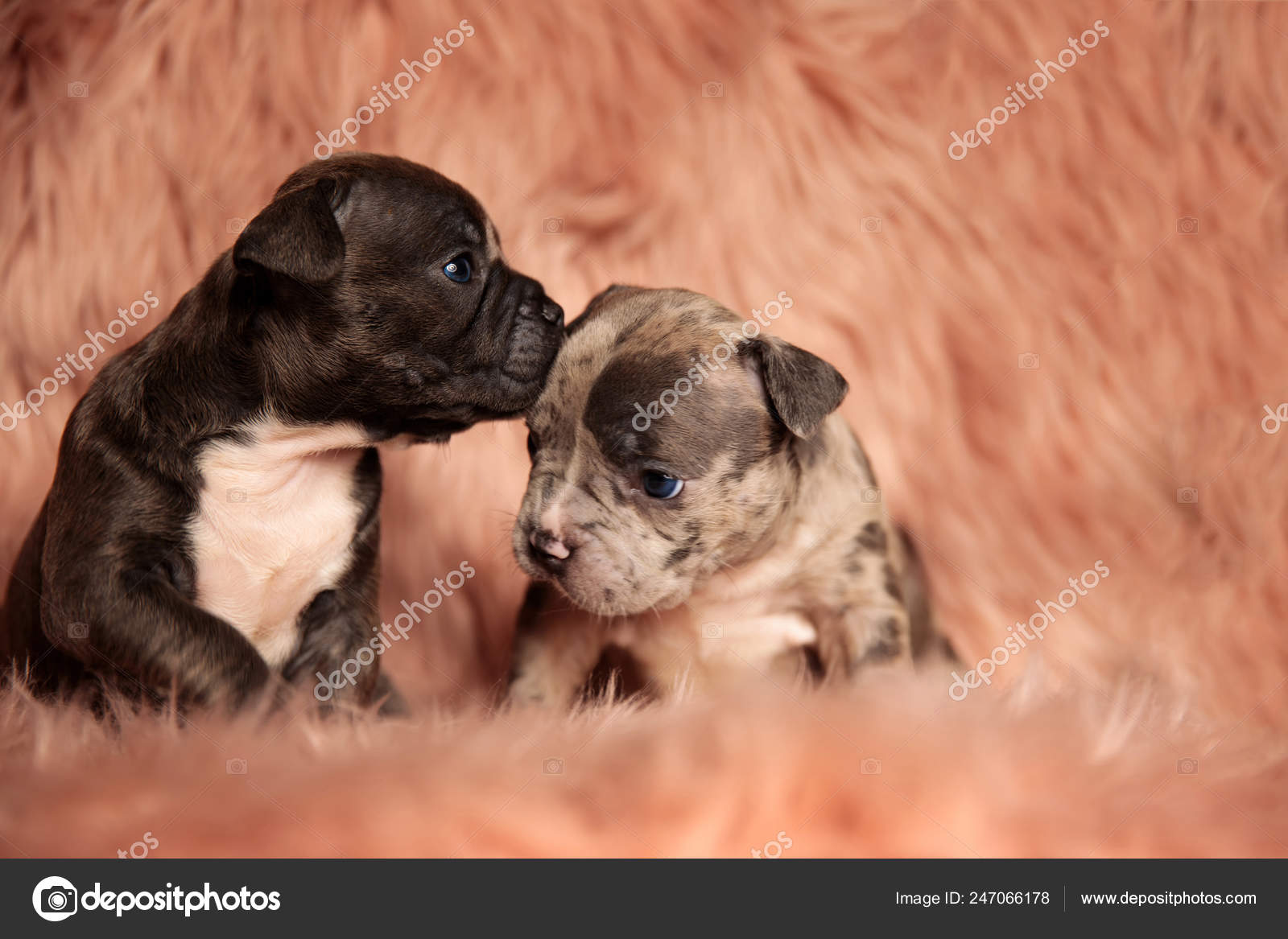 Cute Puppies Kissing