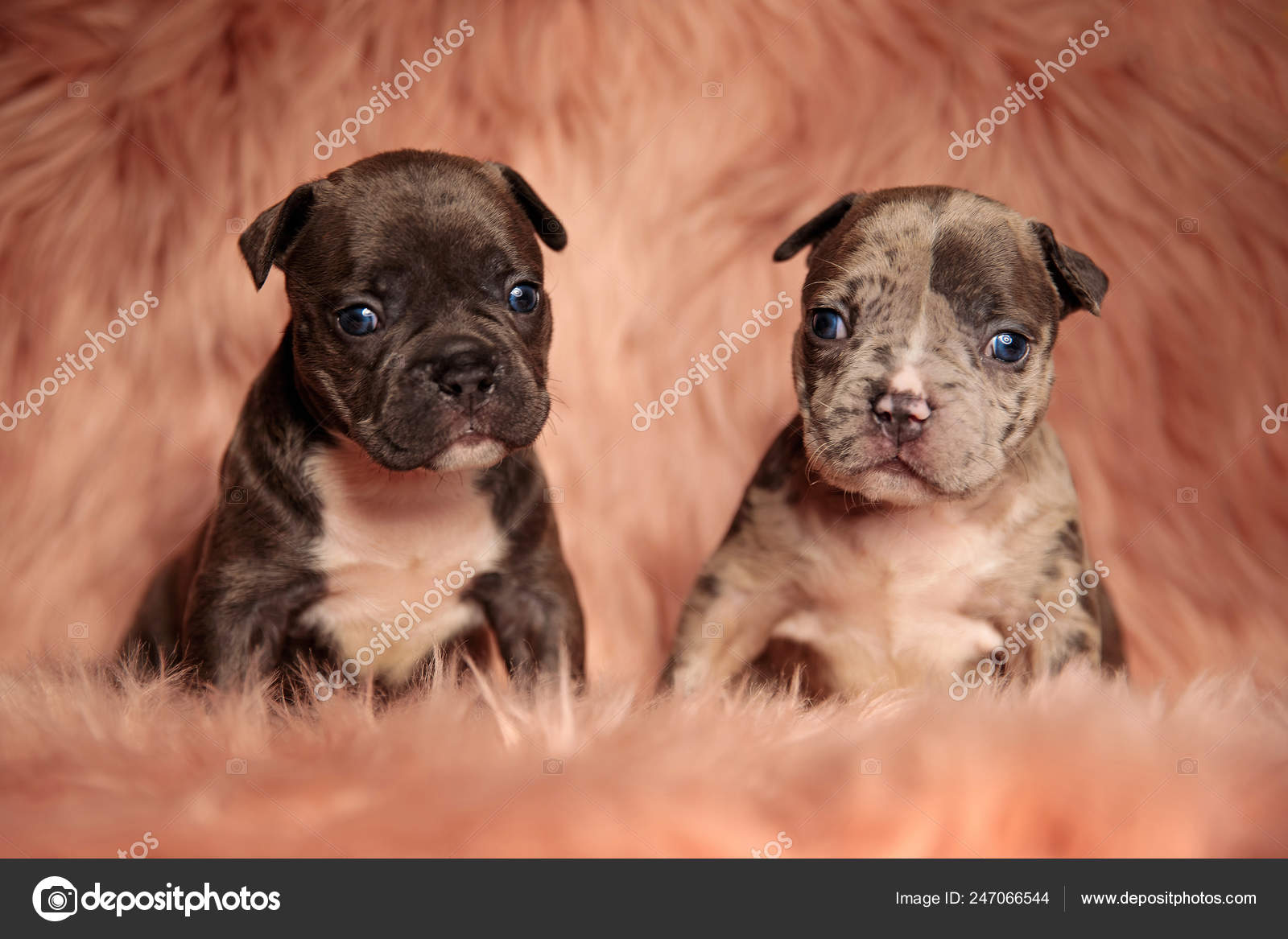 Front View Cute American Bully Puppies Sitting Pink Furry Background ...