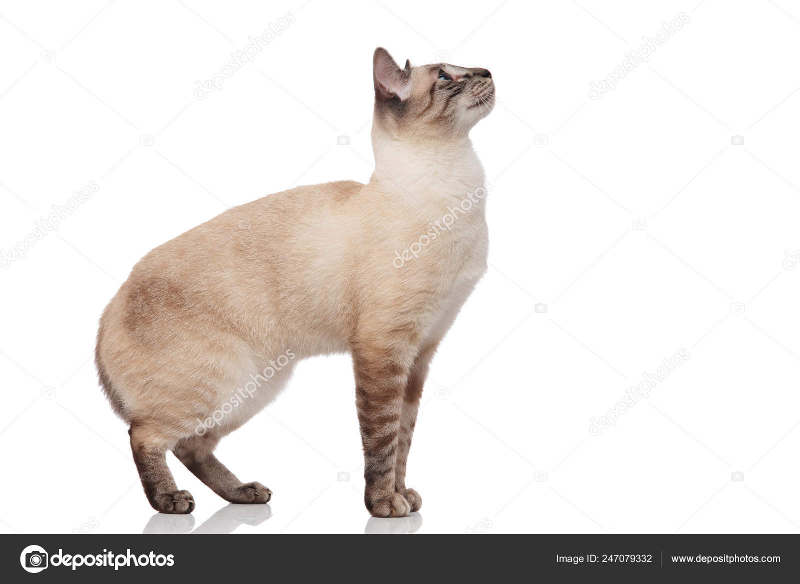 Cat Standing Side View