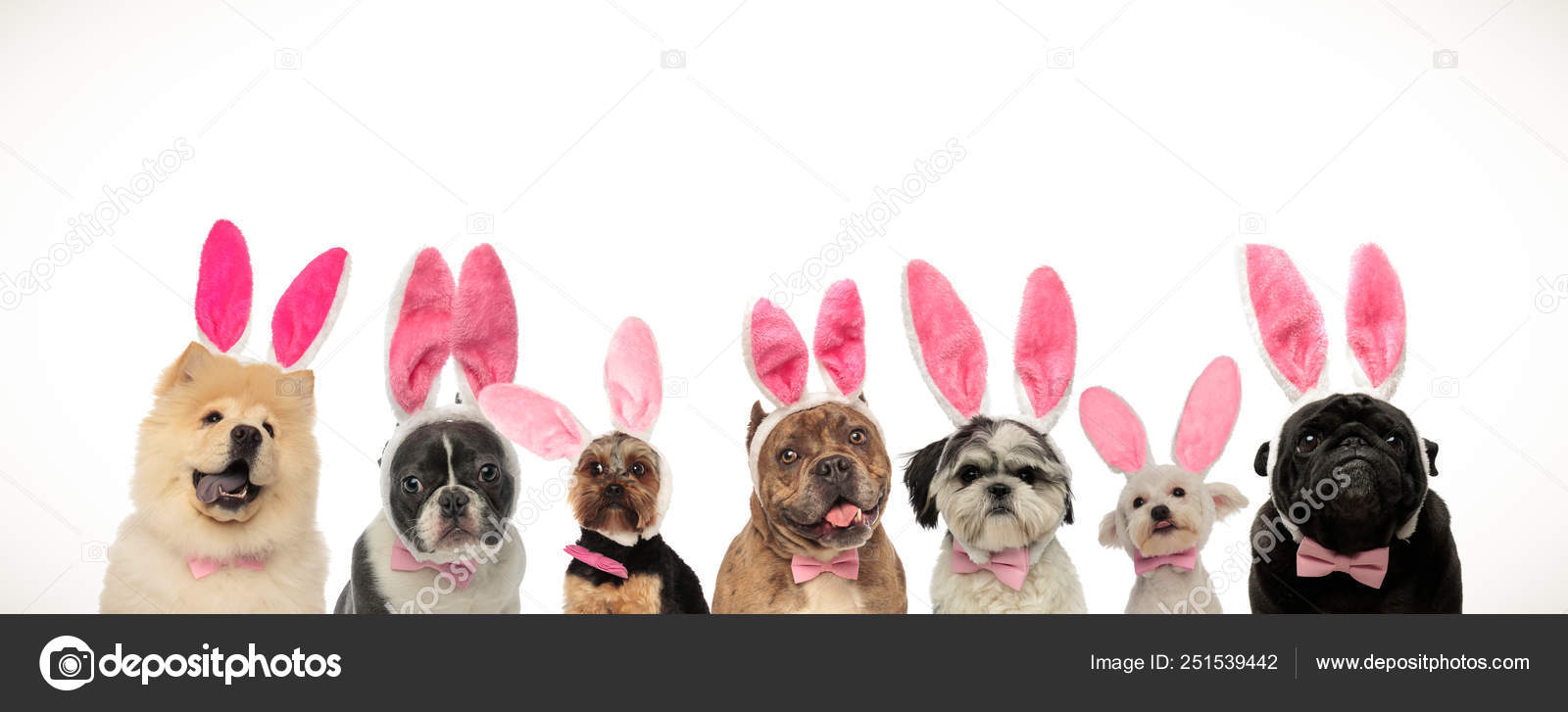 Many cute easter dogs wearing pink rabbit ears ⬇ Stock Photo, Image by ...