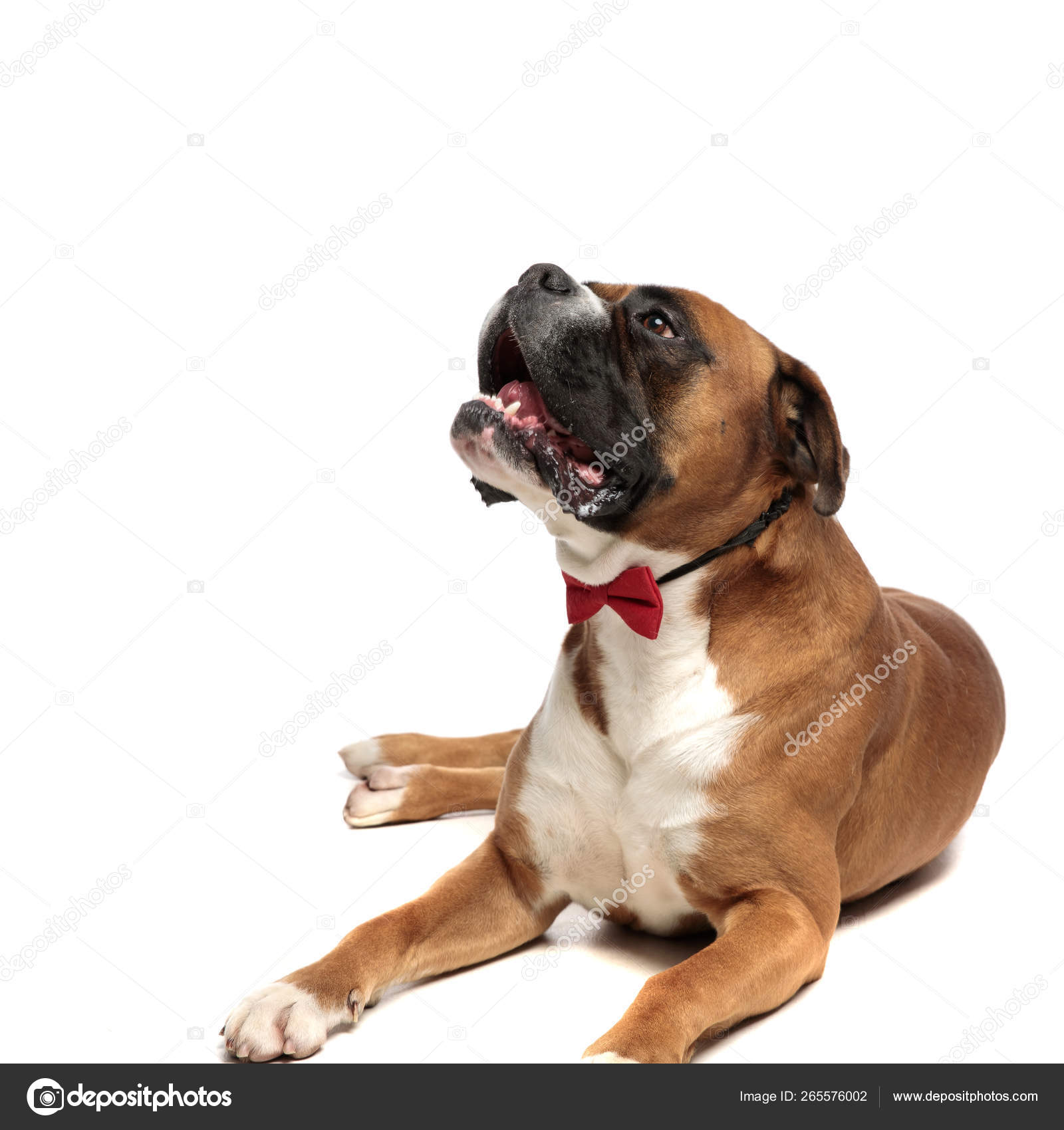 Tired cute boxer lying down and looking up and to a side Stock Photo by ...