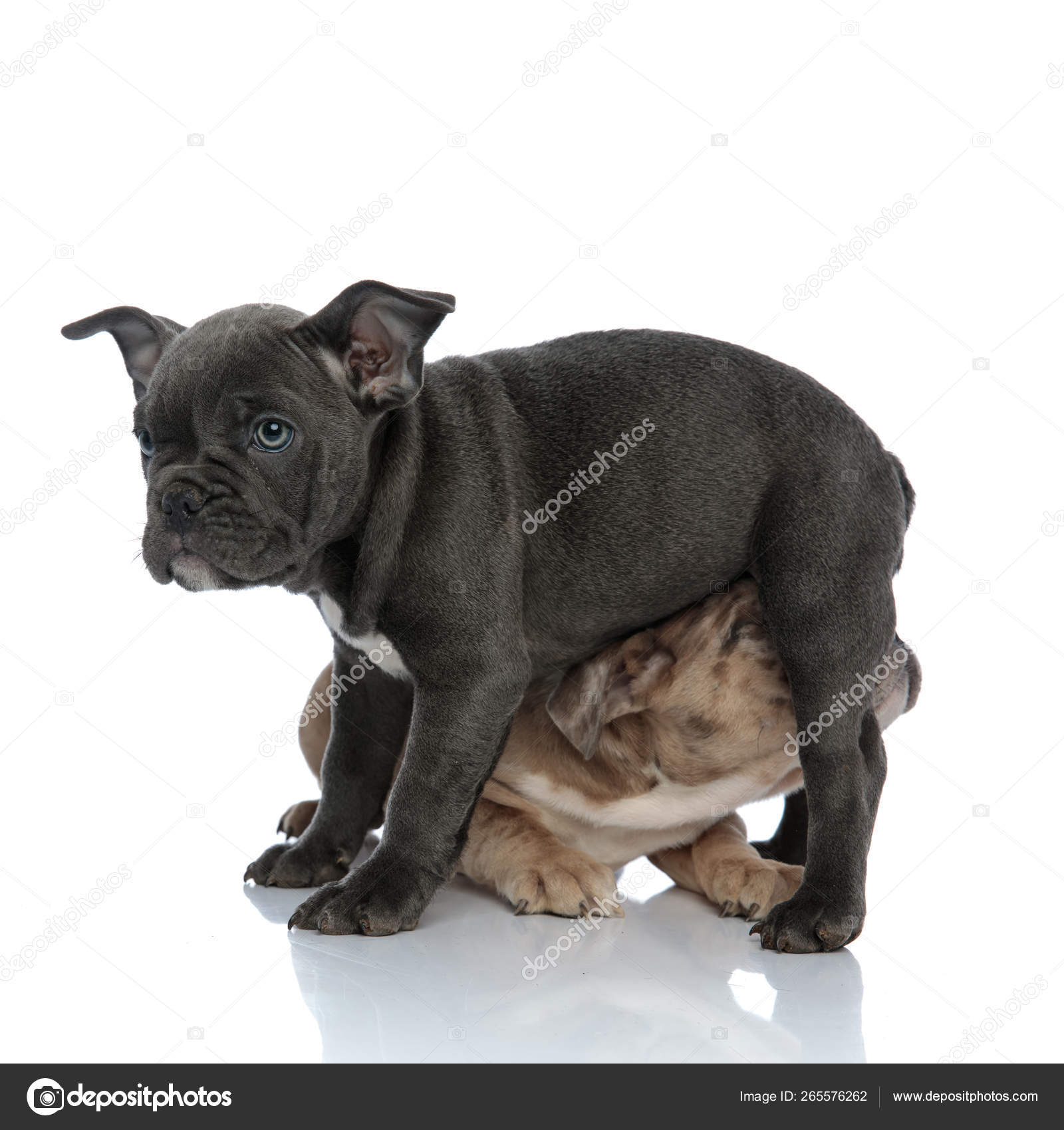 Frowning Amstaff puppy protecting its scared sibling — Stock Photo © feedough #265576262