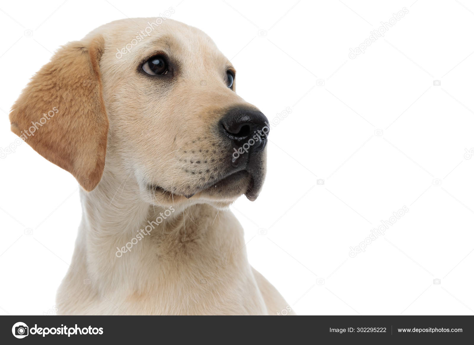 Side view of a labrador retriever's face looking up Stock Photo by ...