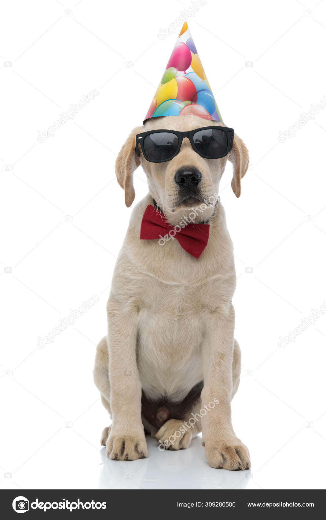 Happy Birthday Yellow Lab