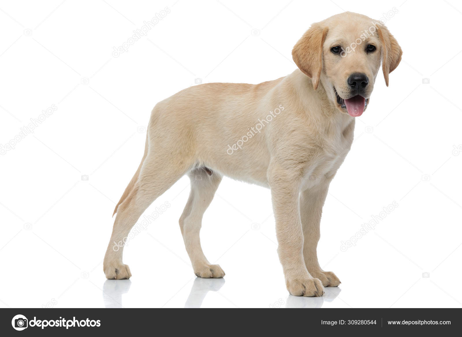 Vista Lateral Del Perro De Laboratorio Suaves Asistentes: Así