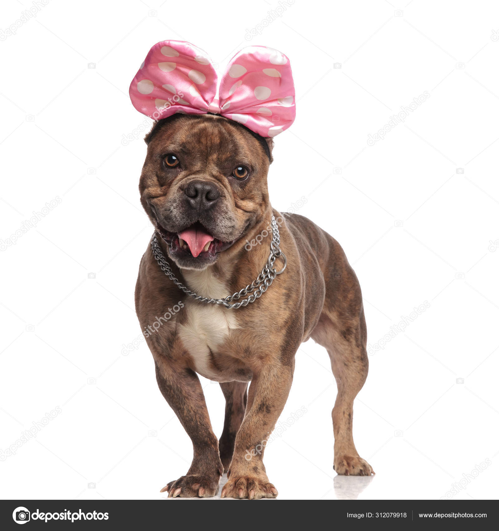 Cute american bully wearing pink bow and silver collar Stock Photo by ...