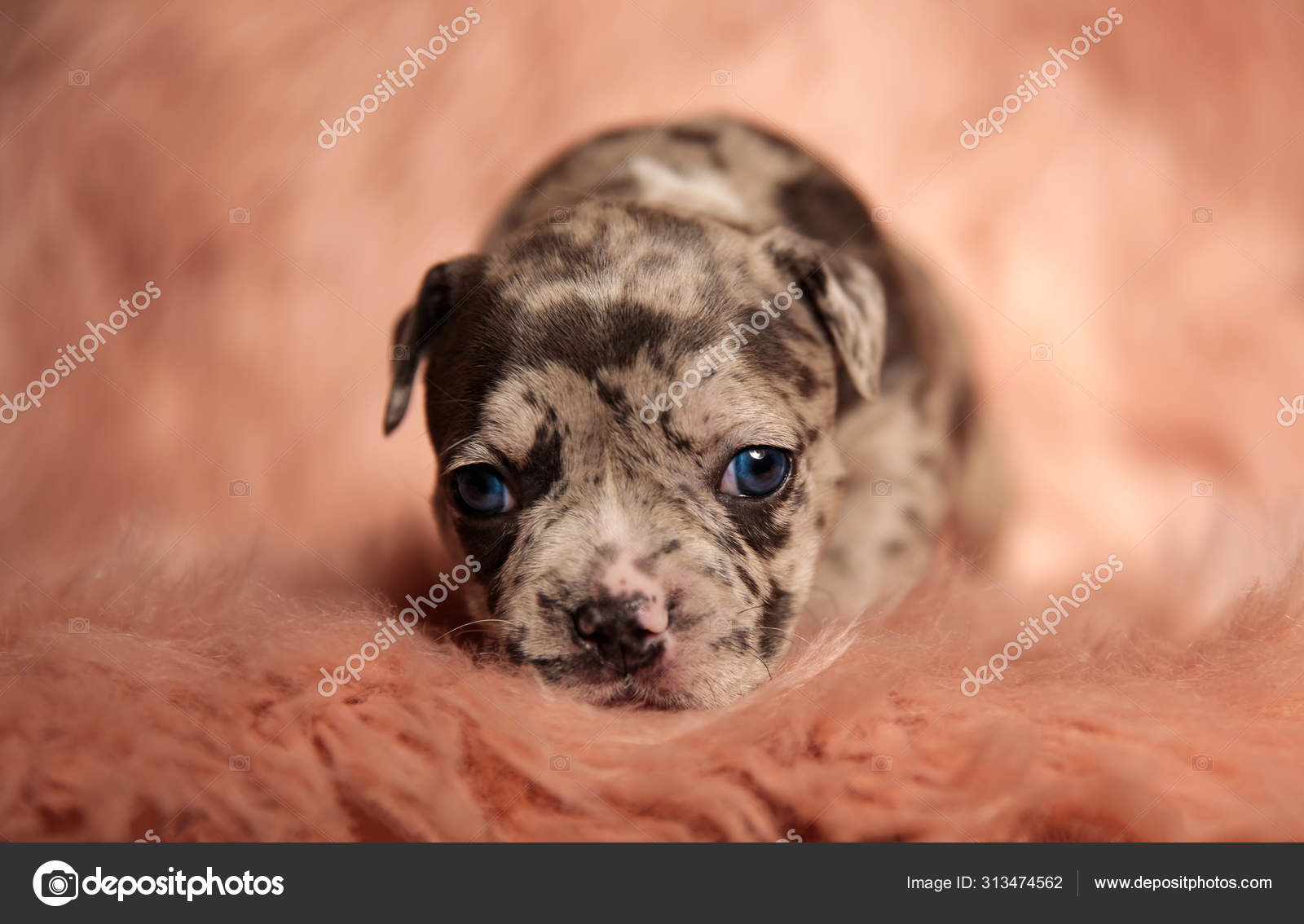 Little american bully laying down on fur background Stock Photo by ...
