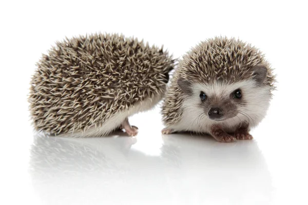 Back view of cute african hedgehog rolling back ⬇ Stock Photo, Image by ...