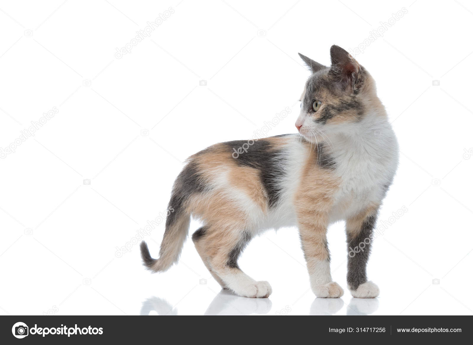 Side view of a curious cat looking over its shoulder Stock Photo by ...