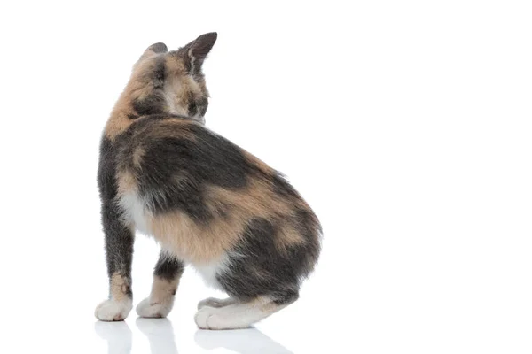 Cat side view Stock Photos, Royalty Free Cat side view Images ...