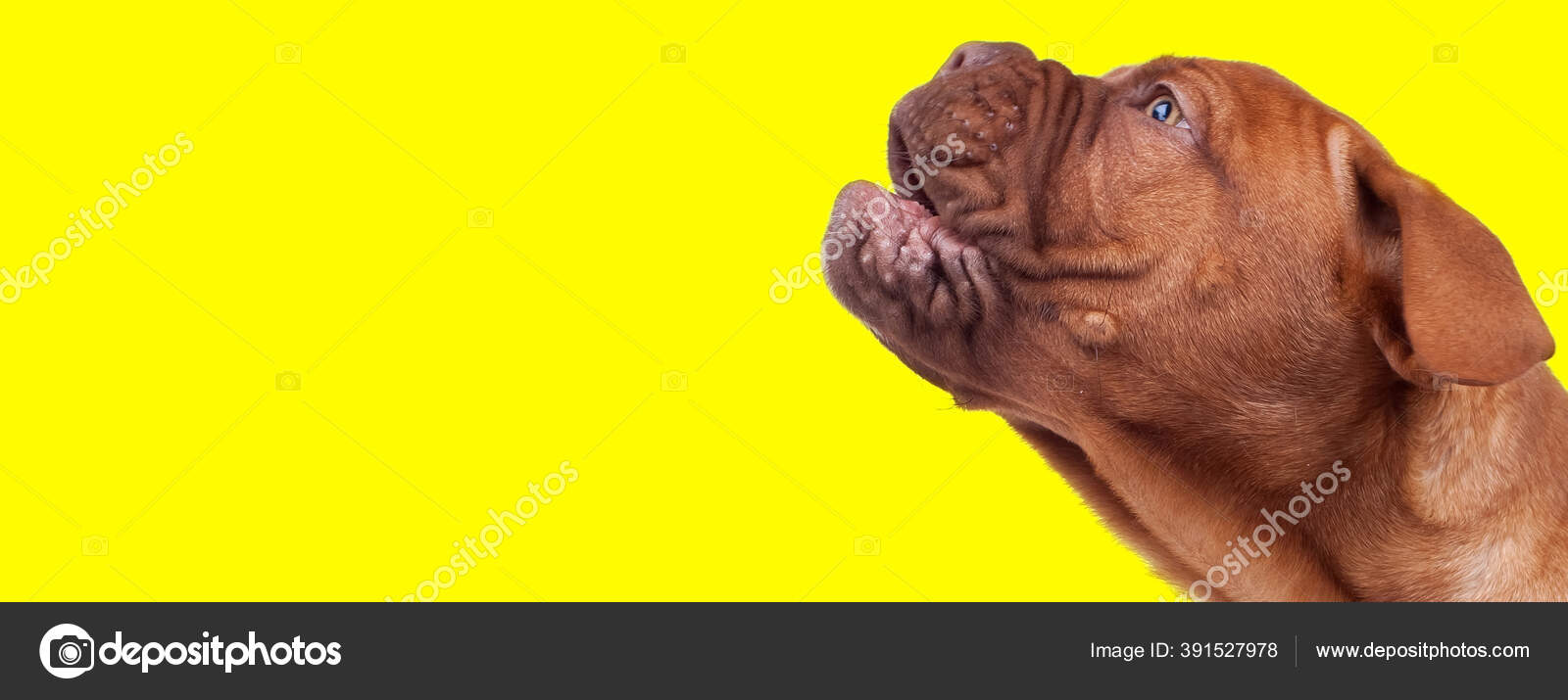 Side View French Mastiff Howling Yellow Studio Background — Stock Photo ...