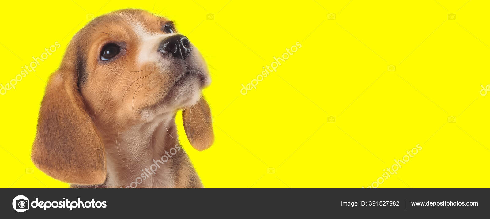 Dutiful Beagle Cub Curiously Looking Away Yellow Studio Background ...