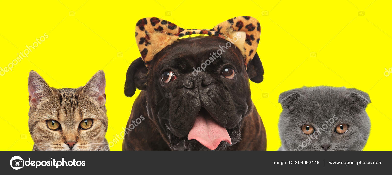 Teamwork Animals Cute