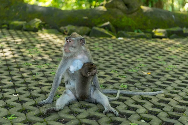 Monkeys in Ubud Bali — Stock Editorial Photo © nikitabuida #392088762