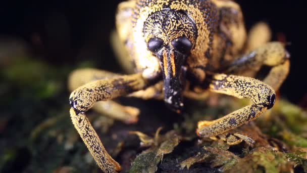 57 Snout beetle Videos, Royalty-free Stock Snout beetle Footage ...