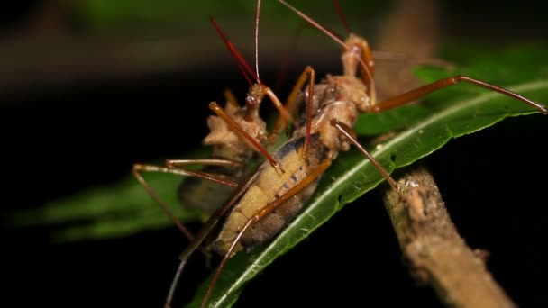 Video Assassin Bugs Mating Night Rainforest Understory Ecuador — Stock ...