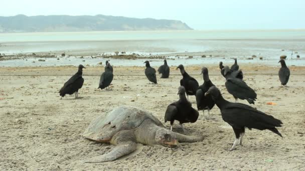 113 Tortuga muerta Videos, Royalty-free Stock Tortuga muerta Footage | Depositphotos