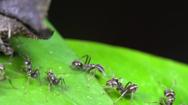 Video Azteca Ants Insects Green Leaf Rainforest Ecuador — Stock Video ...