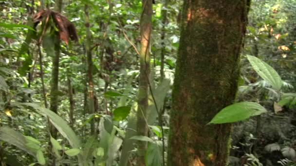 Tropical Rainforest Curare