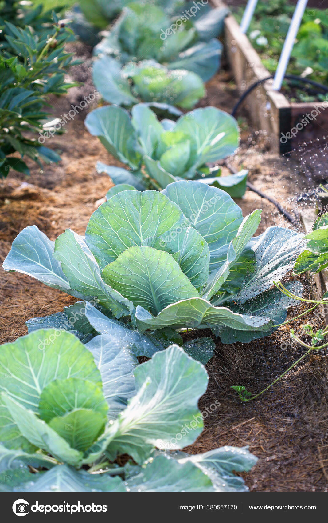 Cabbage Plants Squeezed Walkway Backyard Organic Victory Garden Covid ...