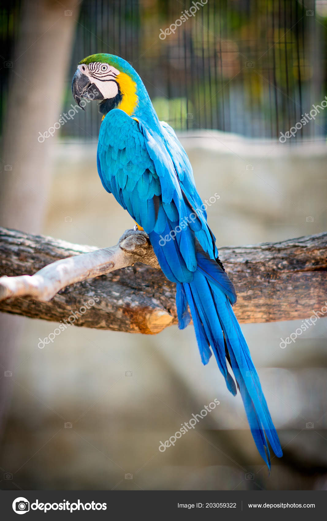 Blue Rainforest Parrot