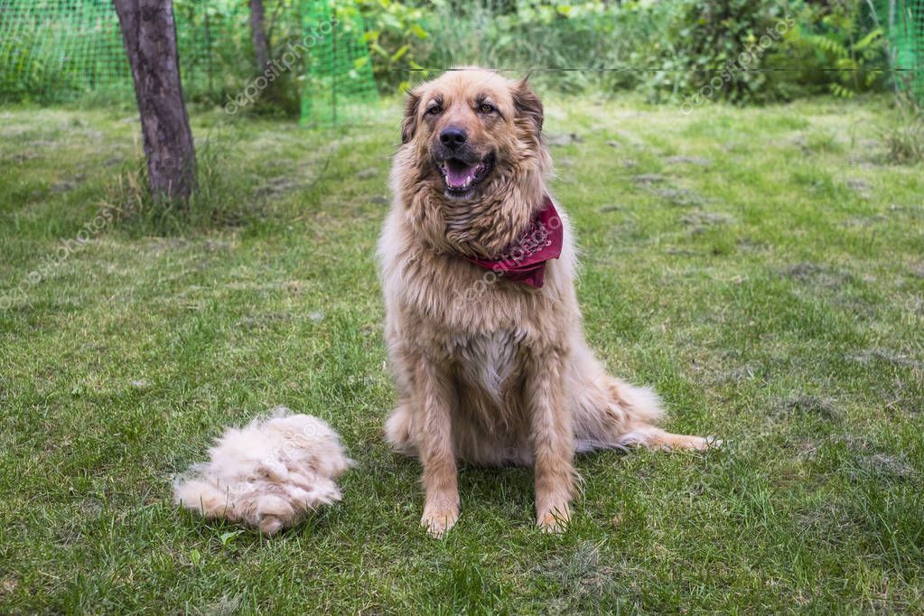 Un gran perro feliz esponjoso está sentado después de derramar la lana ...