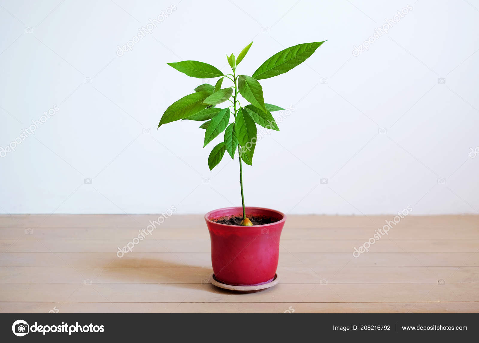Little avocado tree in a flower pot on the white background Stock Photo ...