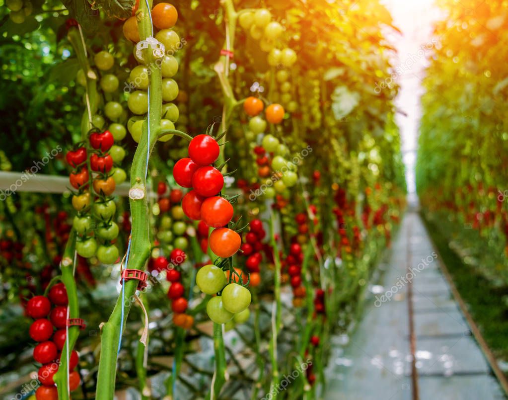 Hermosos tomates rojos maduros cultivados en un invernadero. 2024
