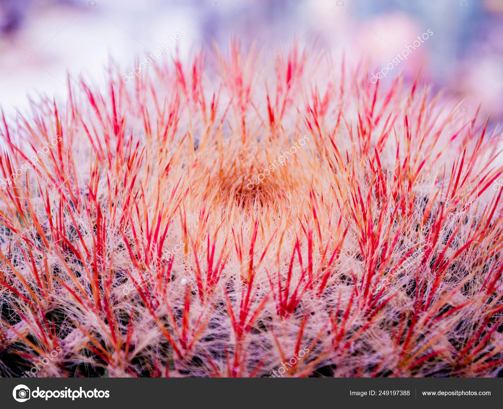 Beautiful Macro Shots Prickly Cactus Background Textures Microscope ...