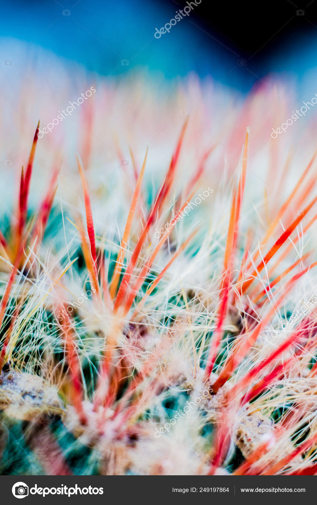Beautiful Macro Shots Prickly Cactus Background Textures Microscope ...