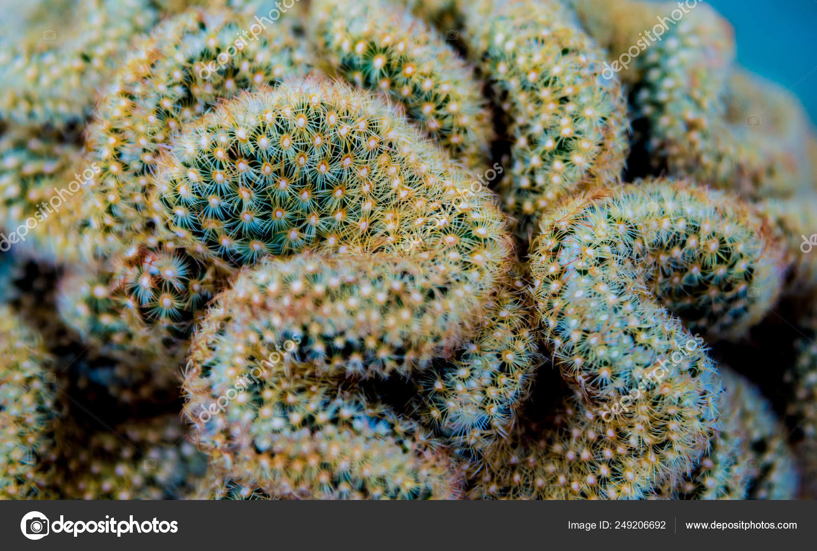 Beautiful Macro Shots Prickly Cactus Background Textures Microscope ...