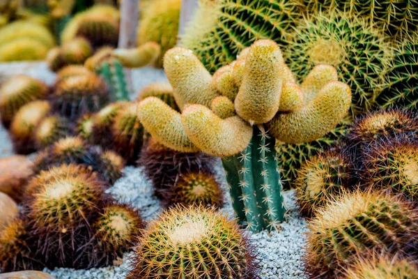 Beautiful Macro Shots Prickly Cactus Background Textures Microscope ...