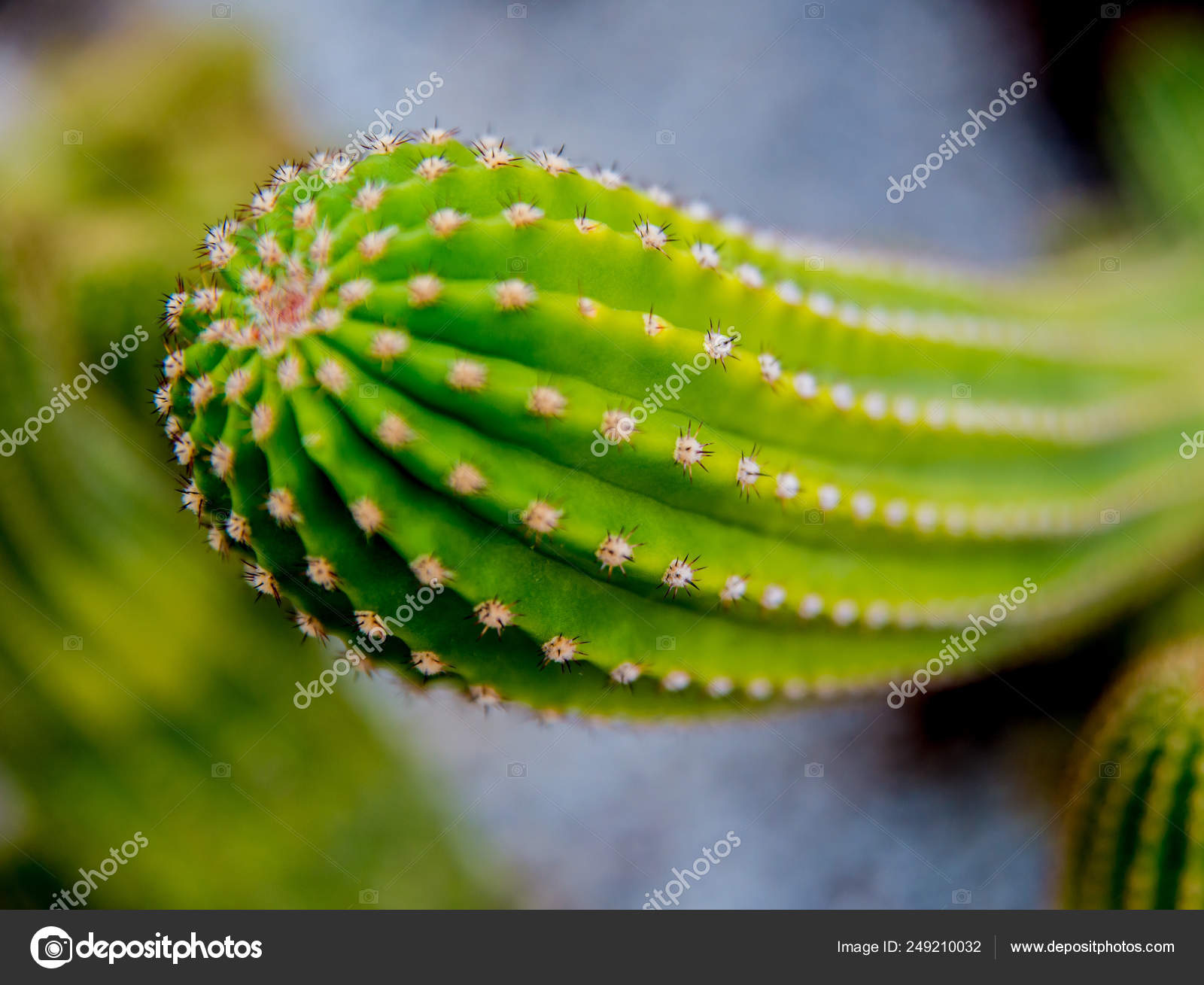 Beautiful Macro Shots Prickly Cactus Background Textures Microscope ...