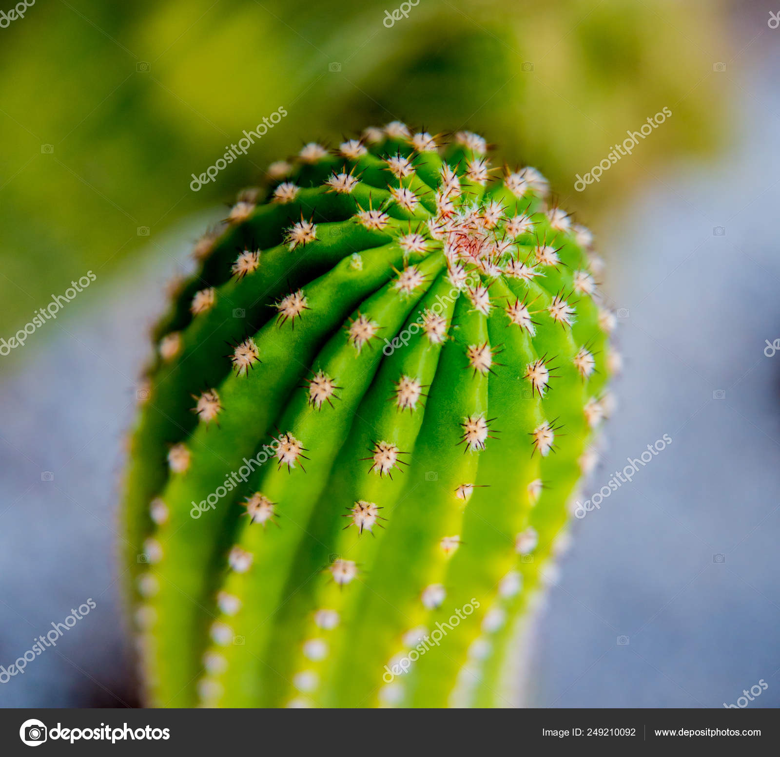 Beautiful Macro Shots Prickly Cactus Background Textures Microscope ...