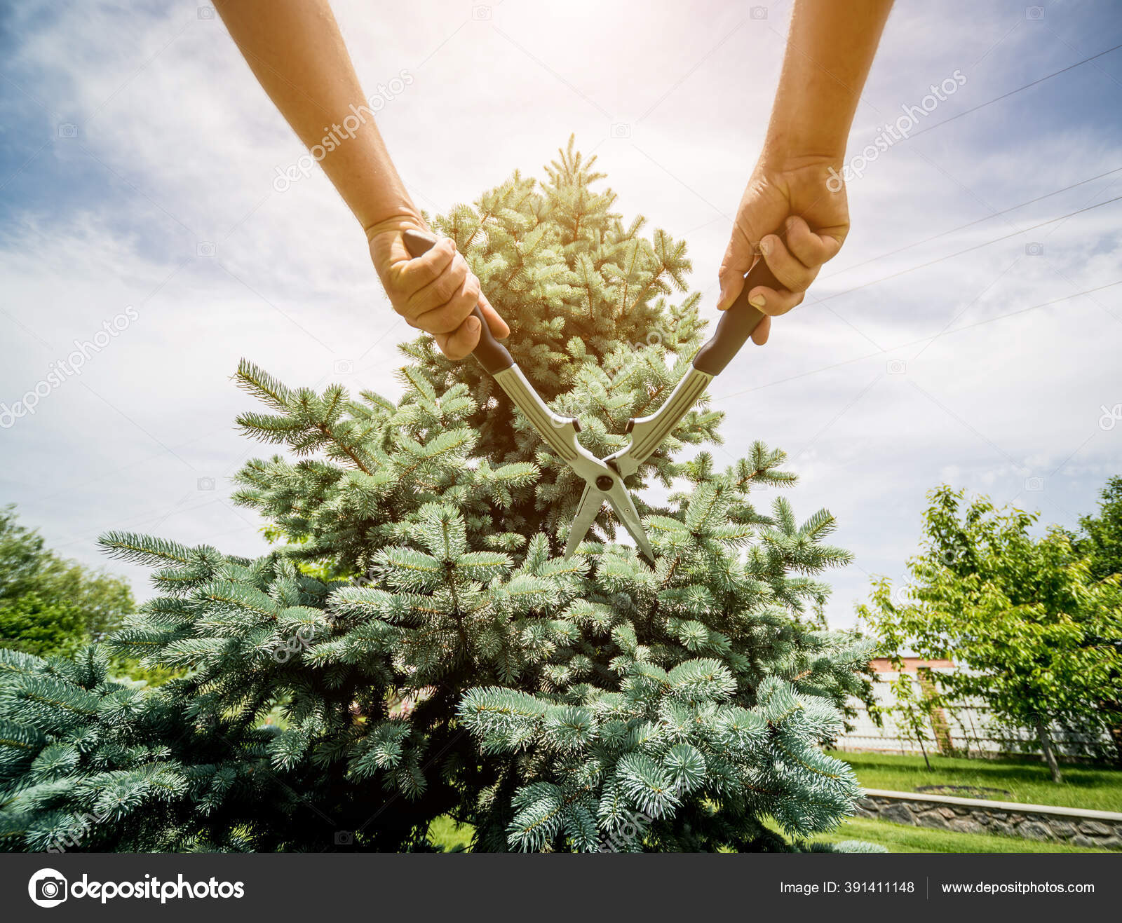 Professional gardener pruning a tree with garden scissors — Stock Photo ...
