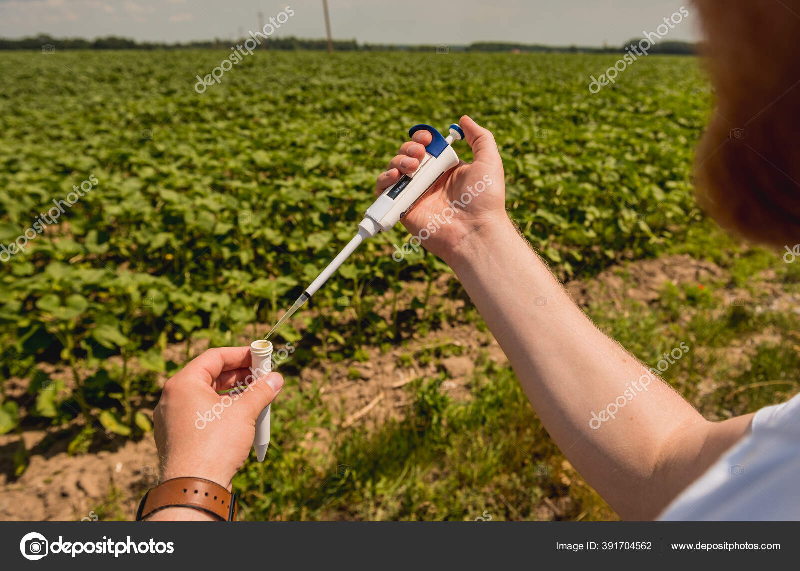 Laboratory worker testing plant sprouts before harvest in the field ...