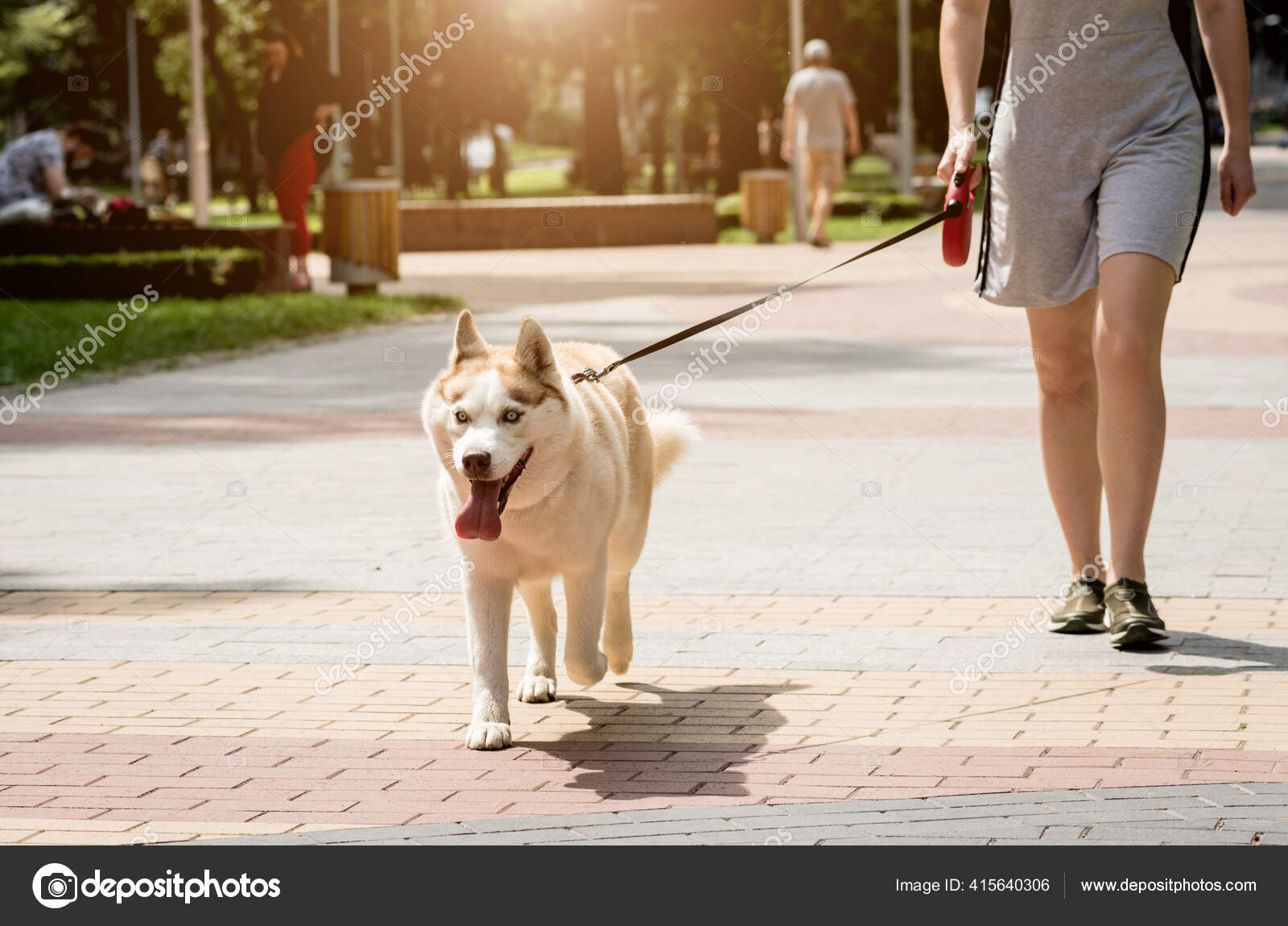 Propietario paseando con perro husky en el parque.: fotografía de stock ...