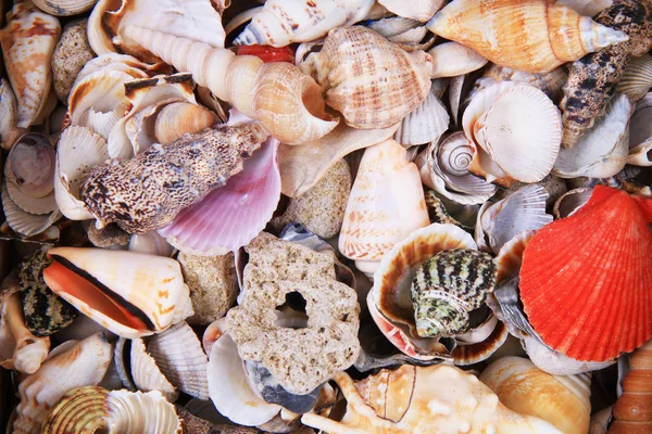 Florida sea shells Stock Photos, Royalty Free Florida sea shells Images ...